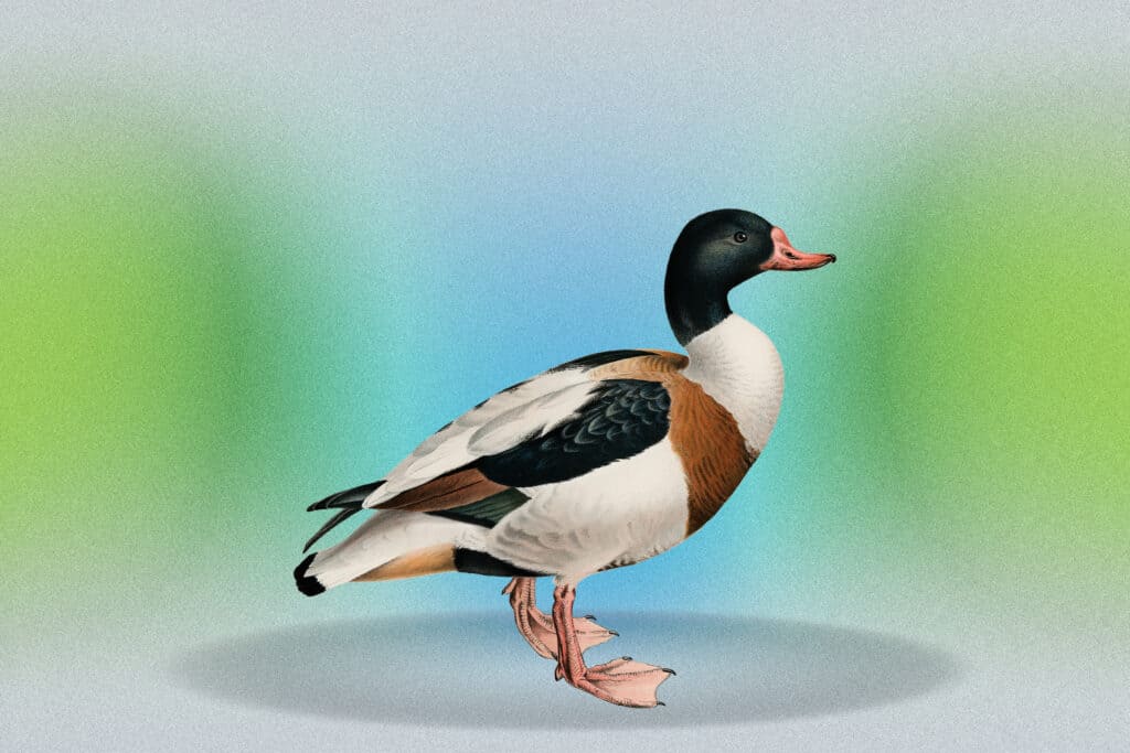 65 Very Best Duck Puns