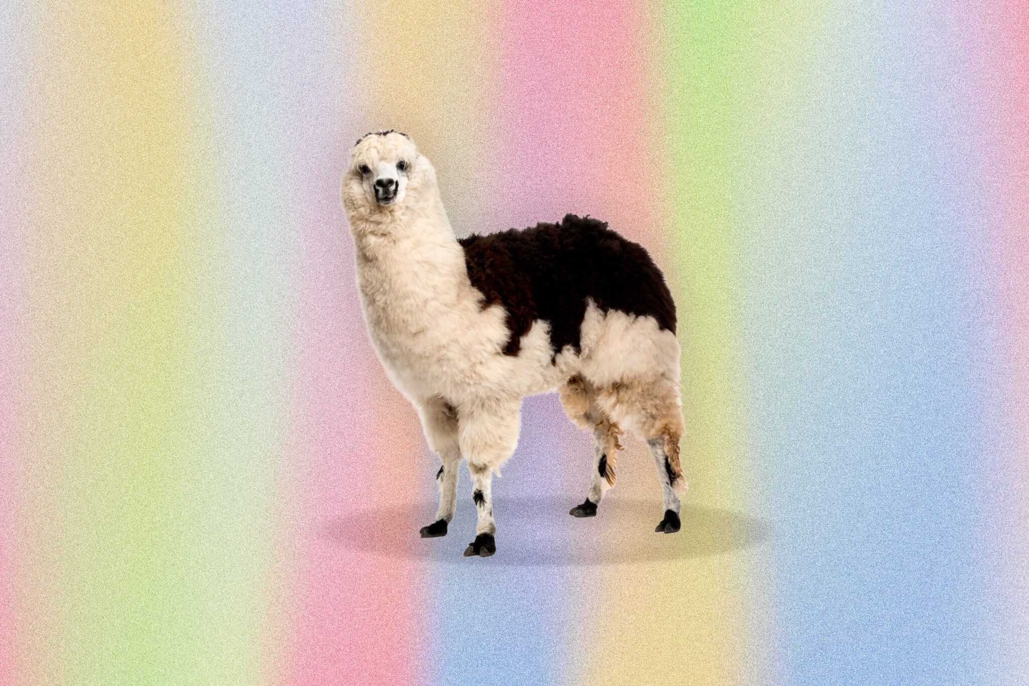 55 Very Best Llama Jokes and Alpaca Jokes 2025